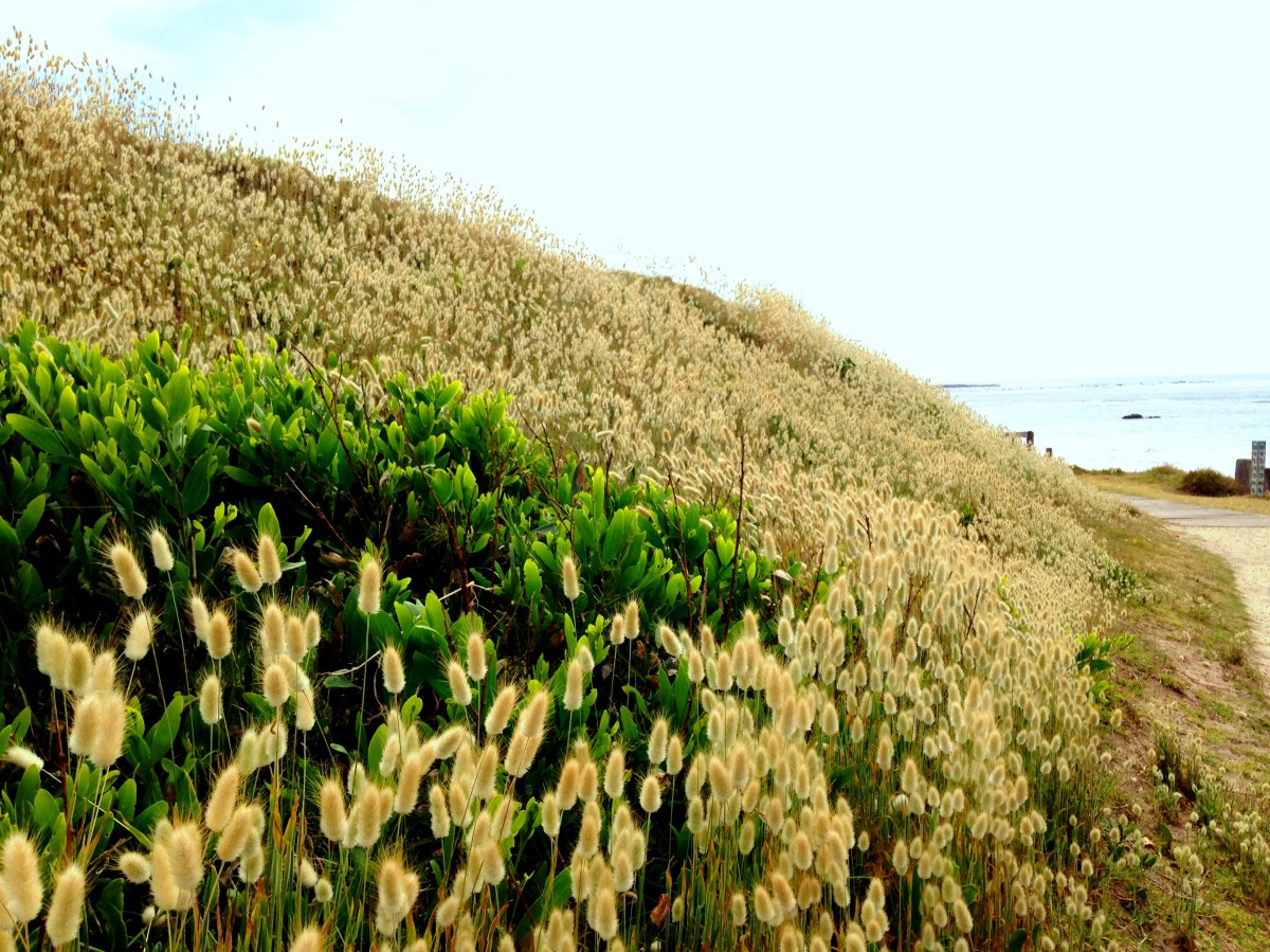 The Radiance of a Charming Mind #2 – Seafarrwide